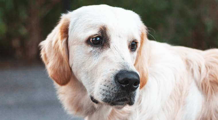 Acarienii la câini - Râia și alte probleme de piele la câine | MyPet